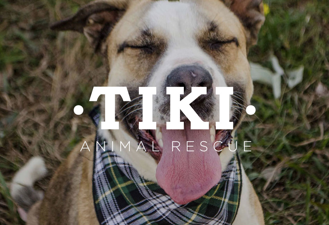 Tiki Animal Rescue | Capturing an Inspirational Video | The Being Group